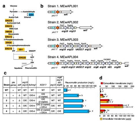 Biomanufacturing And Metabolomics Hmt