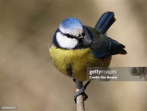 Tit Touching Photos And Premium High Res Pictures Getty Images