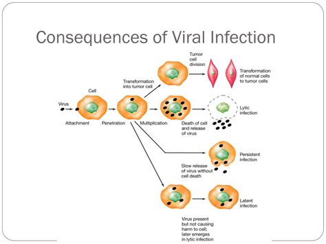Ppt Characterizing And Classifying Viruses Viroids And Prions Powerpoint Presentation Id