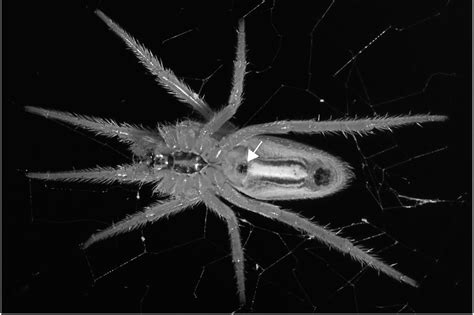 This Spider S Mate Breaks Her Genitals So She Can T Have Sex Ever Again Gizmodo Australia