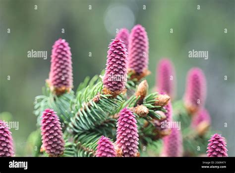 Picea Abies The Norway Spruce Or European Spruce Erect Red Female Inflorescences Commonly