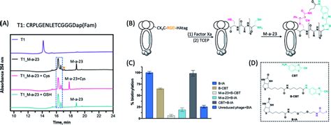 Construction Of Backbone Side Chain Cyclized Phage Libraries A Lc Ms Download Scientific
