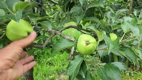 경남거창위천남산 홍로2000평 220627 사과탄저병 탄저병예방 위천면3호농가 탄저병걱정 어디에나외 가조농약종묘사 효과대박 Youtube