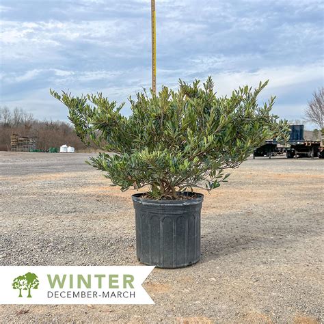 Cinnamon Girl® Distylium Distylium Piidist V Shepherdssupply