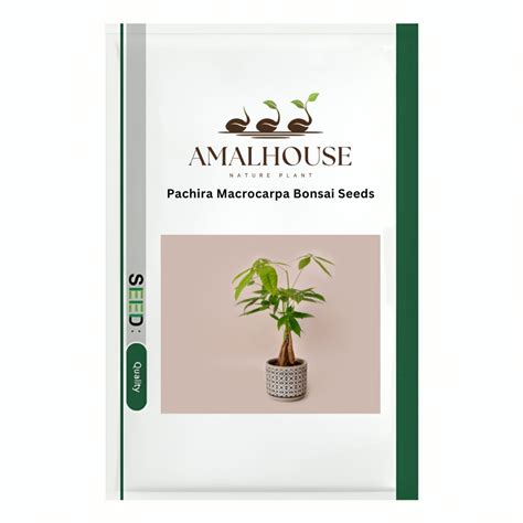 Pachira Macrocarpa Bonsai 5 Pcs Seeds