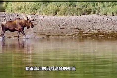 麋鹿遭野狼追杀，情急之下鹿冲进河里，接下来更可怕的事情发生了事情麋鹿