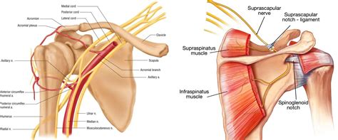 Shoulder Nerve Pain Chiropractic Scientists