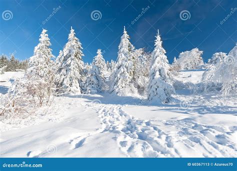 Winter In The Black Forest Stock Image Image Of Frosty 60367113
