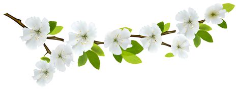 Branch With Flowers Png Clip Art Library
