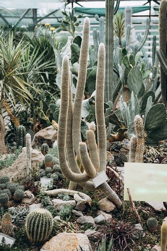 키가 큰 선인장 가시 식물 슈도포스토아 멜라노스텔레 선택적 초점 필름 및 곡물 0명에 대한 스톡 사진 및 기타 이미지 0명 가시 개체 그룹 Istock