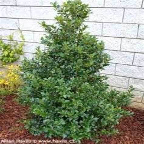 Castle Wall Holly Growth Rate Castle Wall® Holly Pjinzl