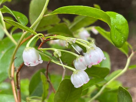 Zenobia Pulverulenta Trees And Shrubs Online