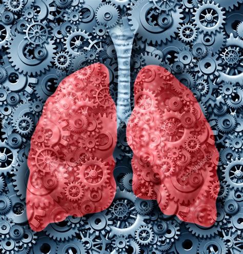 Human Lungs Function Stock Photo Lightsource 12716516