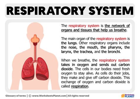 What Is The Respiratory System Definition