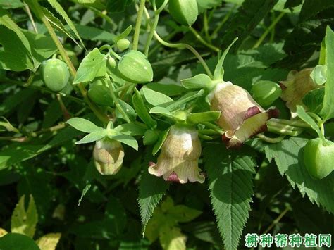 种植党参如何采收 耕种帮种植网