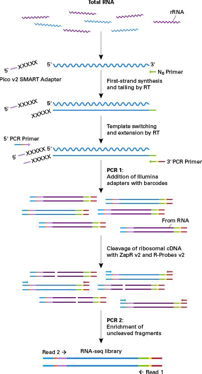Smarter Stranded Total Rna Seq Kit