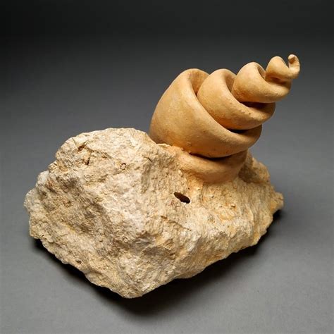 Fantastic Fossil Gastropods Shells On Matrix Mounted On Catawiki