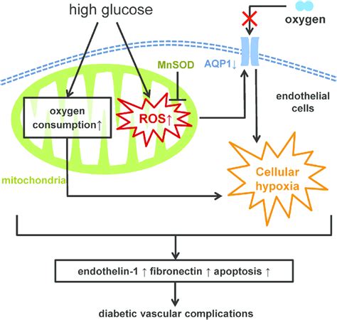 Proposed Model Of The Pathogenesis Of Diabetic Complications High Download Scientific Diagram