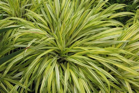 Hakonechloa Macra Aureola Golden Variegated Japanese Forest Grass