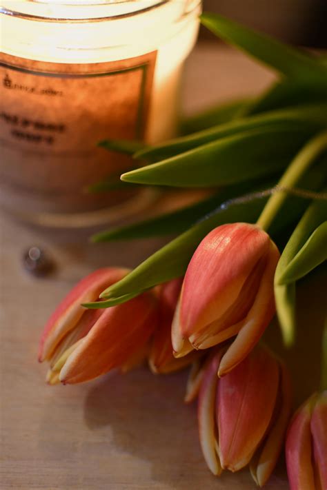 고요한 꽃 꽃 장식 꽃꽂이 꽃무늬 꽃의 따뜻함 꽃잎 낭만적인 다정한 단순한 따뜻함 미니멀리스트 디자인 봄 부드러운 빛 부케 소프트 포커스 식물