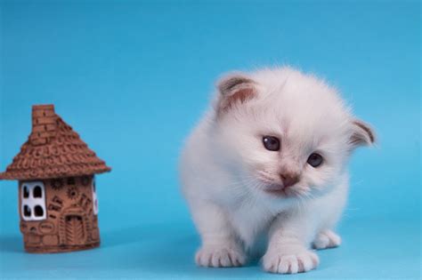 스튜디오의 신성한 버만 새끼 고양이 순종 고양이 고립 된 배경 가축에 대한 스톡 사진 및 기타 이미지 가축 갈색 고양잇과 Istock