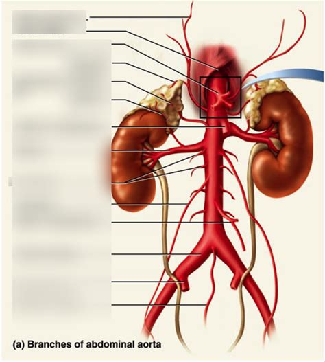 aandp2 lab 4 part 2 diagram quizlet