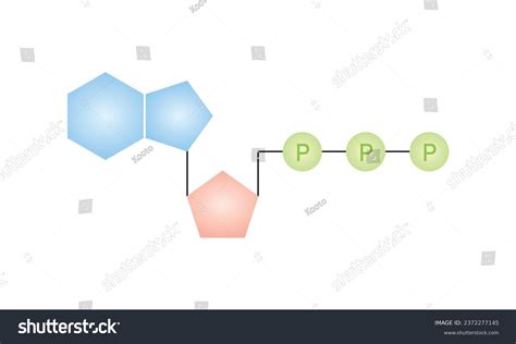Molecule Atp Over 880 Royalty Free Licensable Stock Illustrations And Drawings Shutterstock