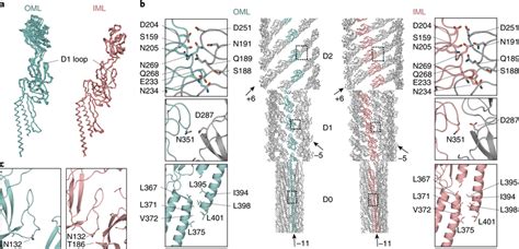 Subunit Interactions In The Curved Hook A Six Subunits Each From Download Scientific Diagram