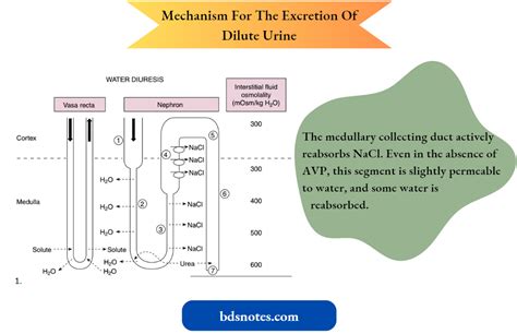 Regulation Of Body Fluid Osmolality Regulation Of Water Balance Bds Notes