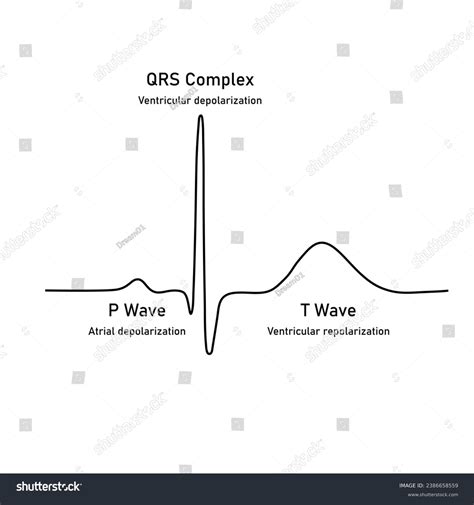 Ventricular Repolarization T Wave Qt Interval Stock Vector Royalty Free 2386658559 Shutterstock