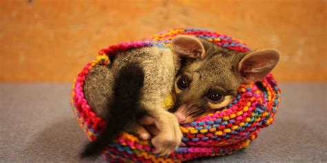 Knitting A Cozy Possum Free Pattern Inside