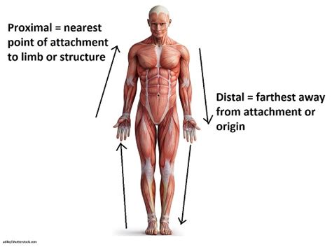 Define Proximal In Anatomy Anatomy Drawing Diagram