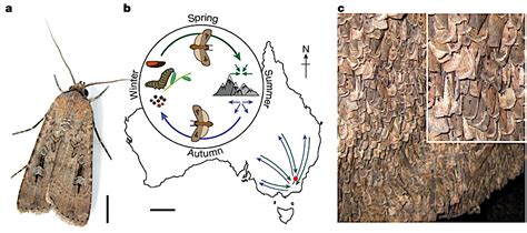 Bogong Moths Use Stars In The Night Sky To Navigate Hundreds Of