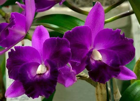 Фиолетовая орхидея: лиловые и сиреневые разновидности OrchidFan.ru