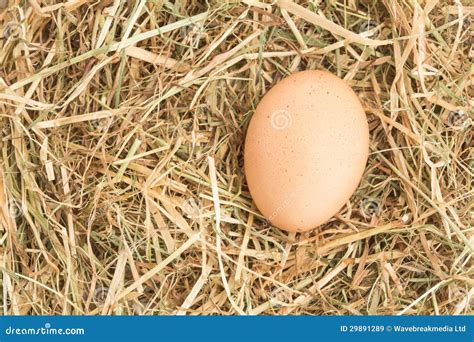 Egg Nestled In Straw Stock Image Image Of Healthy Produce 29891289