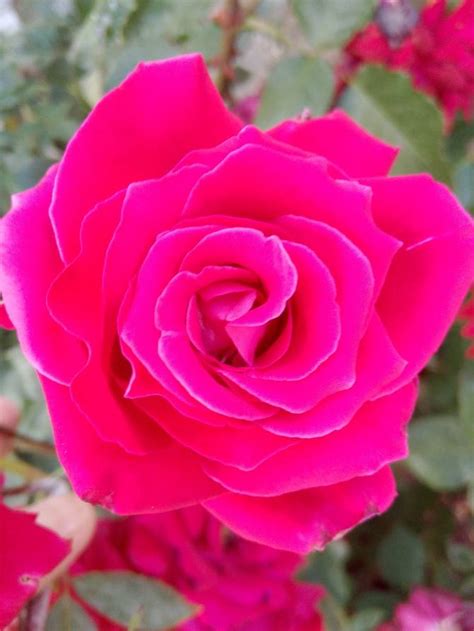 Bts Community Post 내 달콤한 천사지민 당신은 나의 행복당신은 나의 기쁨입니다 당신은 나의 평화나의 부드러운 단맛입니다나는 당신에게