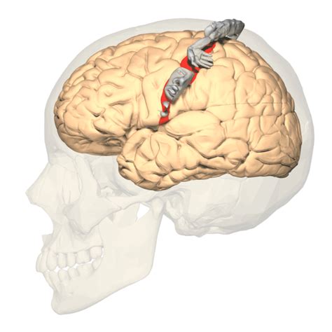 Somatosensory Cortex Function Position Anatomy Physiology