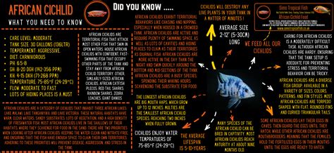 Assorted Peacock Aulonocara Malawi African Cichlids Sims Tropical