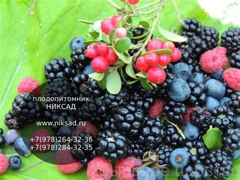 Большой выбор плодово ягодных кустарников Смотрите и выбирайте кому отдать предпочтение в