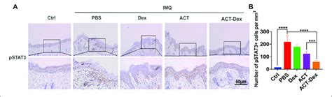 In Vivo Pstat3 Expression In Different Treatments A Representative Download Scientific
