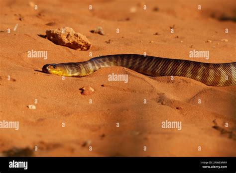 Woma Python Aspidites Ramsayi Also Ramsays Python Sand Python Or