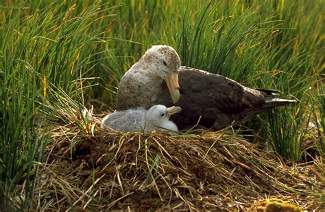 Southern Ocean Survivor Australian Antarctic Program News 2023