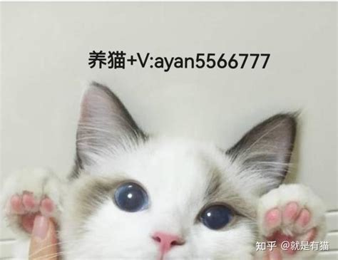 德文卷毛猫秃毛期耳朵会秃吗 知乎