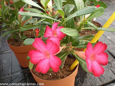 Adenium Obesum Adenio O Rosa Del Desierto Cuidados