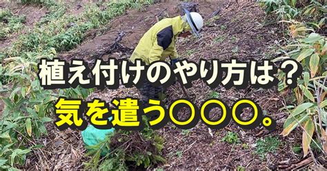 苗木の植え付けのやり方は？植林作業で気をつけること 三和林業 北海道の林業会社