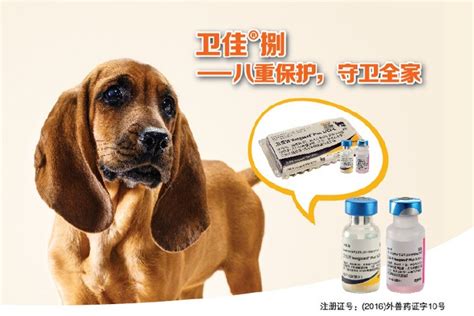 犬副流感