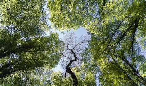 How Mapping Can Enhance Tree Management And Preservation