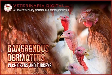 Gangrenous Dermatitis In Chickens And Turkeys Poultry Farm