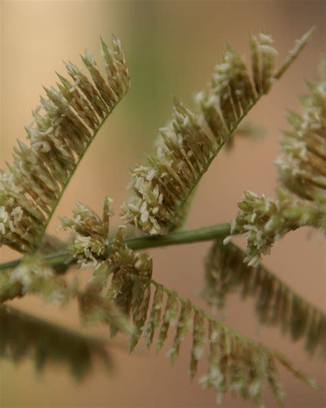Desmostachya Bipinnata Eflora Of India