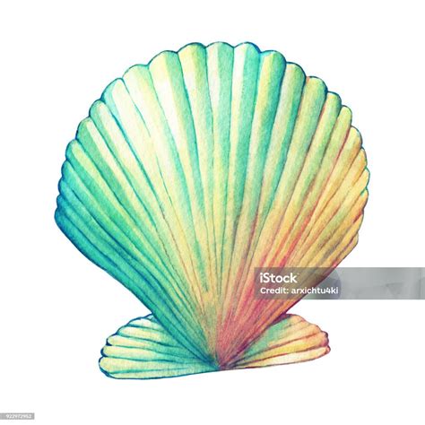 바다 조개의 삽화입니다 해양 디자인입니다 핸드는 흰색 바탕에 수채화 그림을 그려 구도에 대한 스톡 벡터 아트 및 기타 이미지